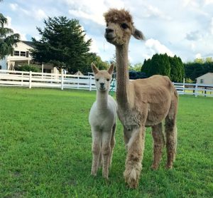 6 Great Alpaca Farms in New Jersey - Days Out On The Farm