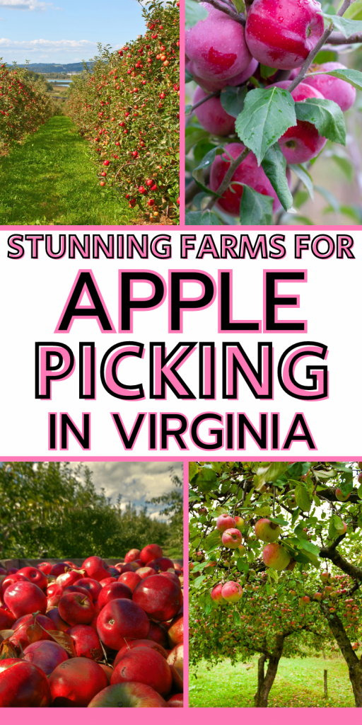 13 Places for the Best Apple Picking in Virginia - Days Out On The Farm