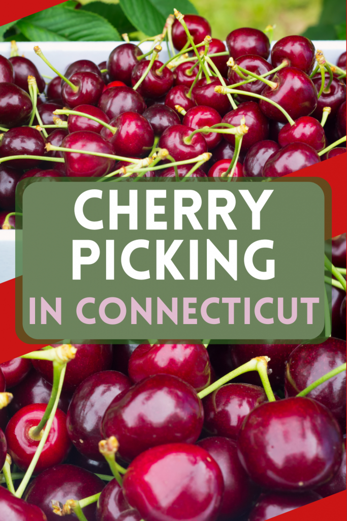 5 Awesome Farms for the Best Cherry Picking in Connecticut - Days Out ...