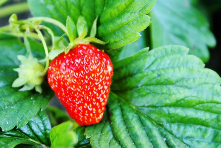 10 Places for the Best Strawberry Picking Indiana - Days Out On The Farm