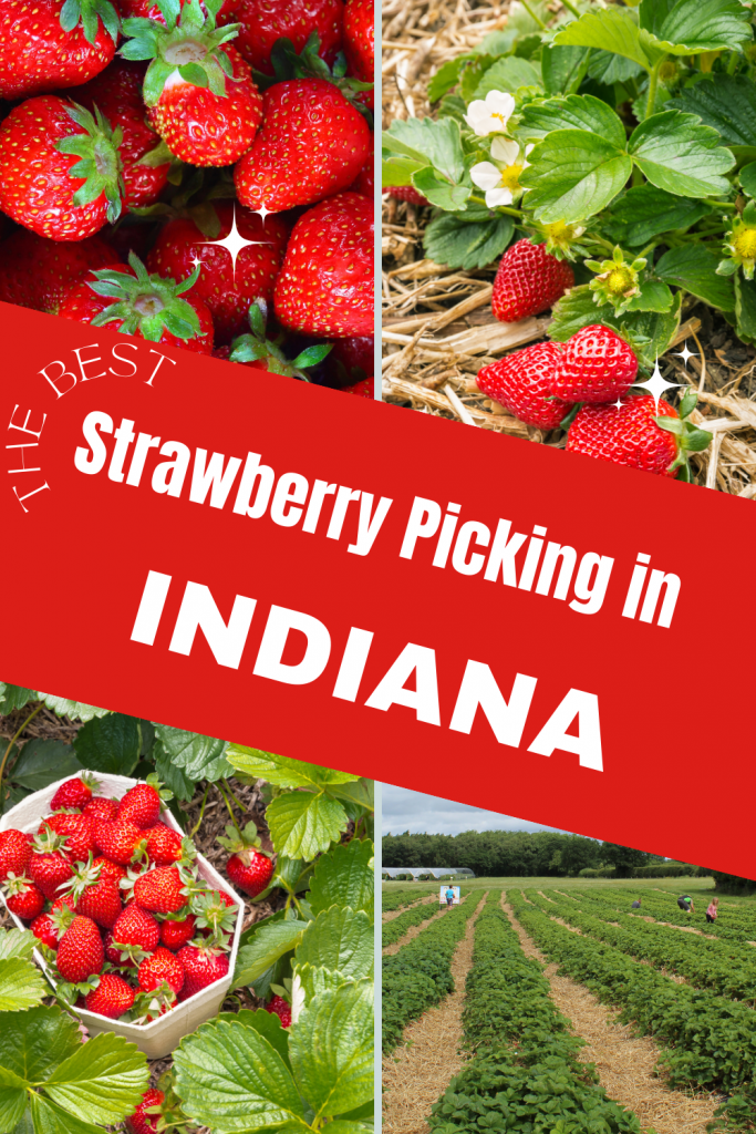 10 Places for the Best Strawberry Picking Indiana - Days Out On The Farm