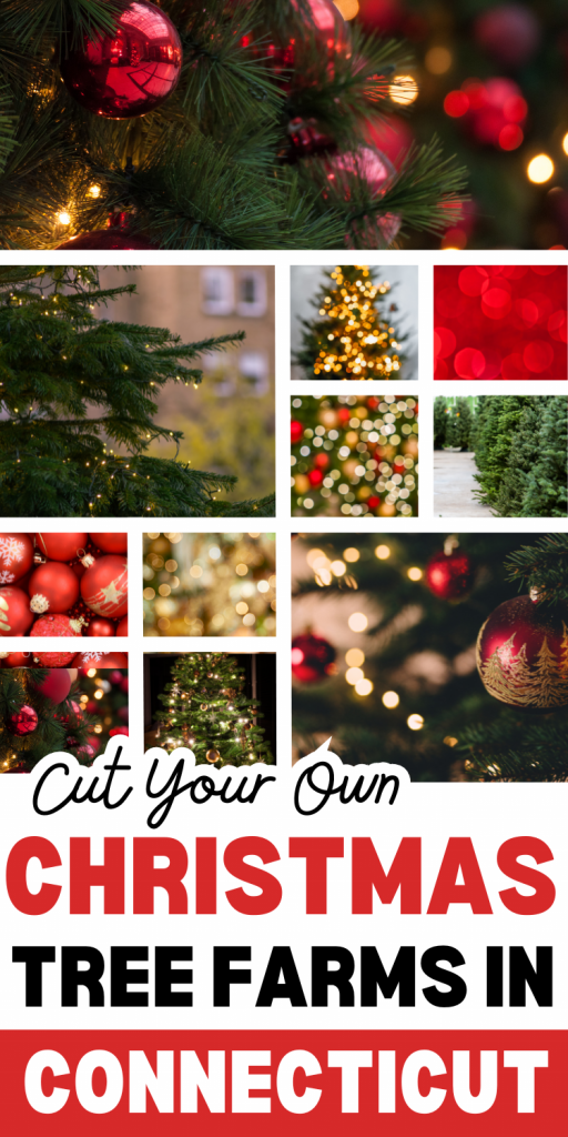 6 Festive Christmas Tree Farms in Connecticut - Days Out On The Farm