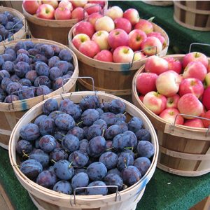 6 Places for the Best Peach Picking MI - Days Out On The Farm