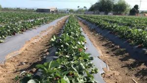 48 Best Fruit Picking Farms in California - Fruit Picking Farms Near Me