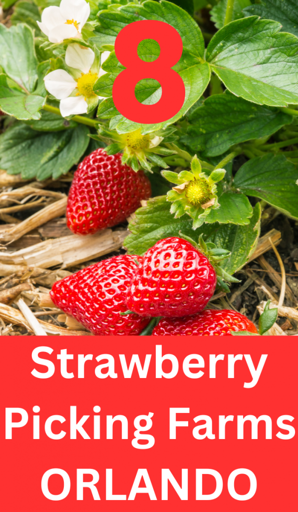 8 Places for the Best Strawberry Picking in Orlando - Days Out On The Farm