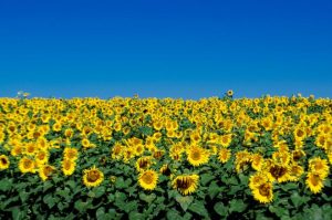 10 Sensational Sunflower Fields in Minnesota - Days Out On The Farm