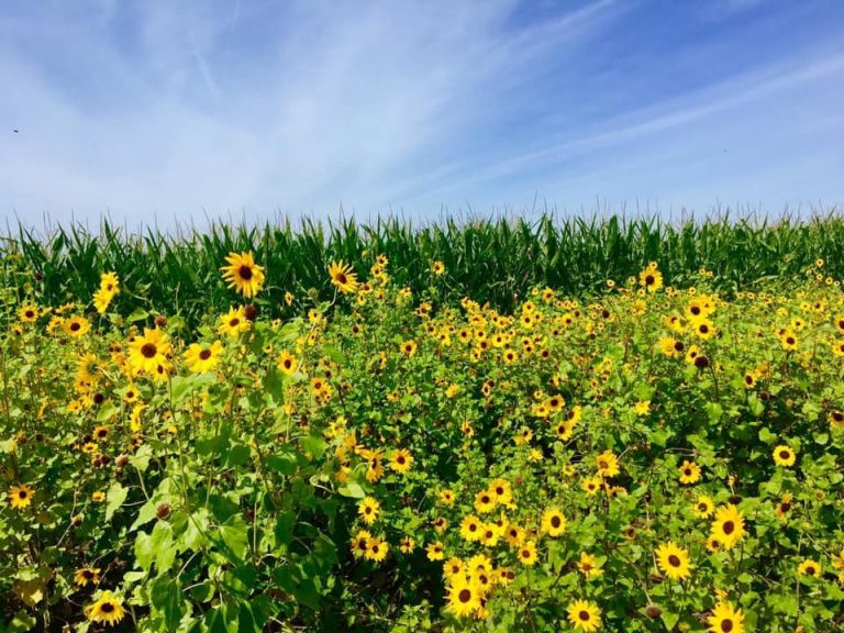 13 Stunning Flower Farms in Michigan - Days Out On The Farm
