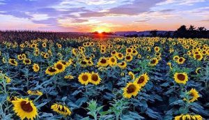 50 Spectacular Flower Fields Near Me - Days Out On The Farm