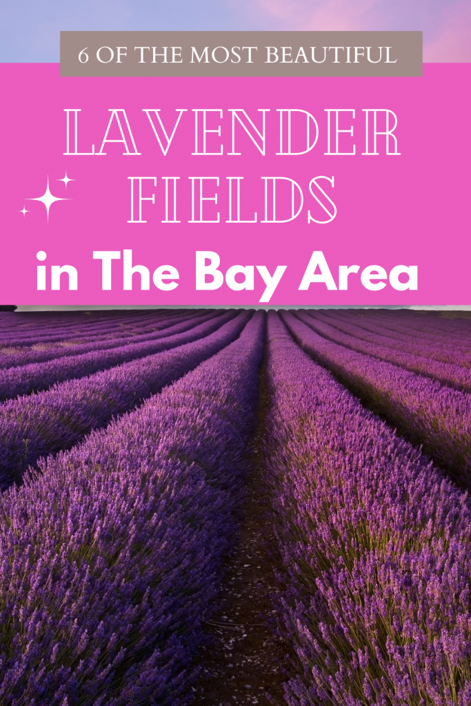 5 Charming Lavender Fields in the Bay Area - Days Out On The Farm