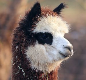 6 Adorable Alpaca Farms in Virginia - Days Out On The Farm