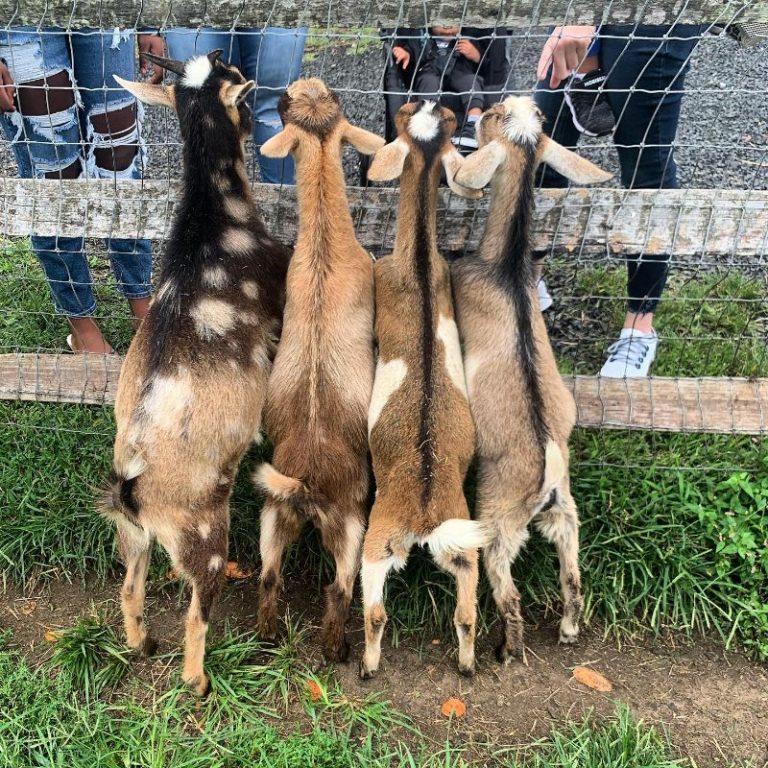 5 Places for the Best Petting Zoo New Jersey - Days Out On The Farm