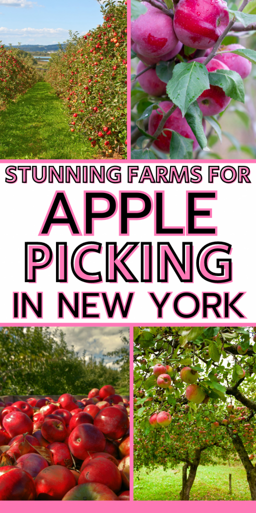 11 Places for the Best Apple Picking in New York - Days Out On The Farm