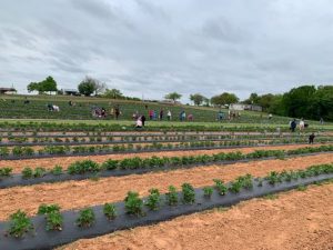 10 Best Fruit Picking Farms in Dallas, TX - Days Out On The Farm