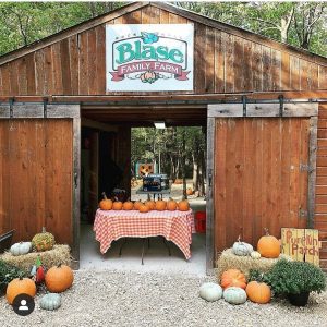 5 Places to Visit the Best Pumpkin Patch Dallas - Days Out On The Farm