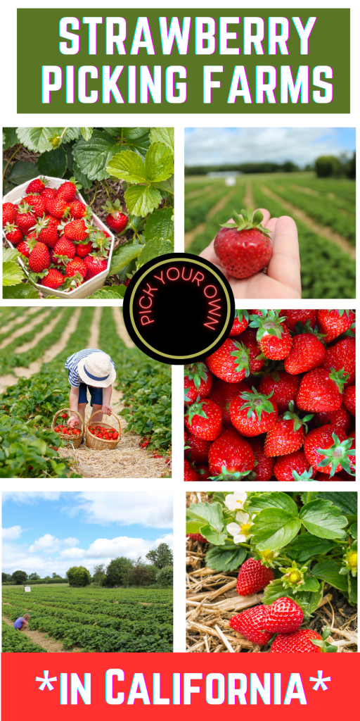 21 Best Places for Strawberry Picking California - Days Out On The Farm