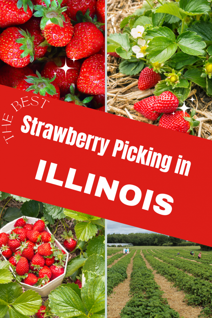 10 Places for the Best Strawberry Picking Illinois - Days Out On The Farm