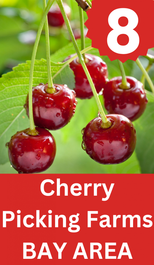 8 Awesome Spots for the Best Cherry Picking in The Bay Area - Days Out ...