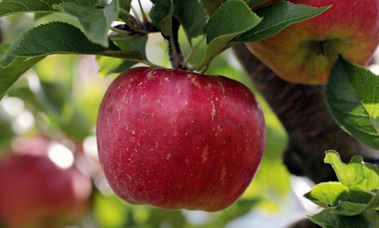 10 Best Places for Apple Picking Massachusetts - Days Out On The Farm