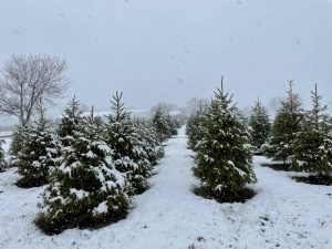 5 Festive and Best Christmas Tree Farms Michigan - Fruit Picking Farms ...