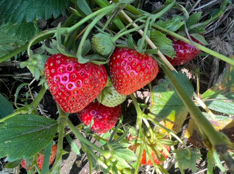 10 Places for the Best Strawberry Picking Illinois - Days Out On The Farm