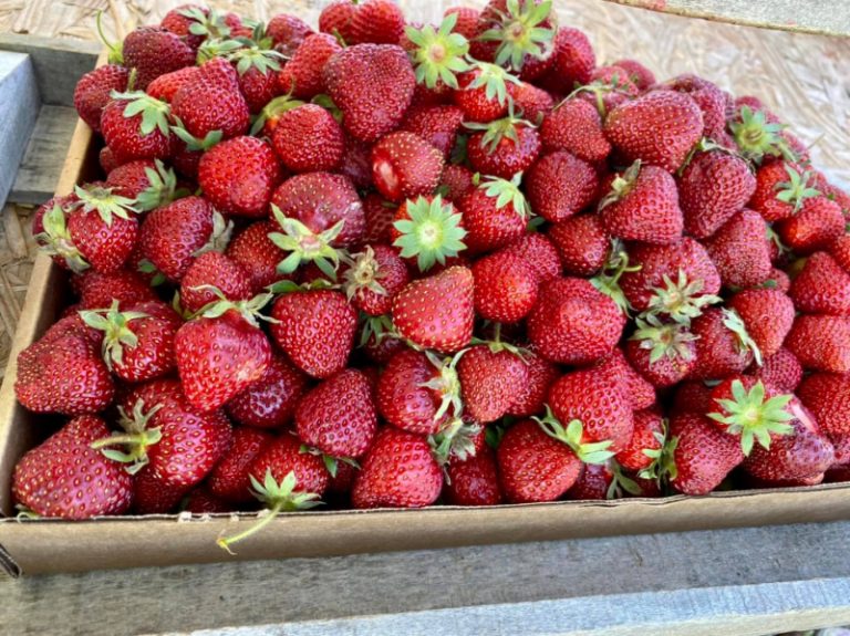 10 Places for the Best Strawberry Picking Illinois - Days Out On The Farm