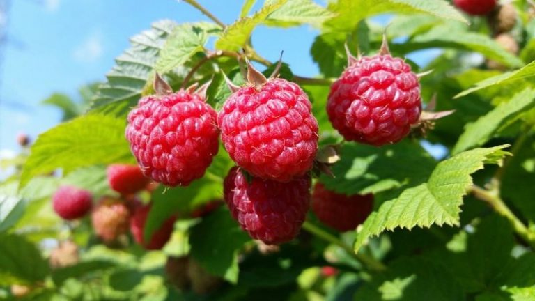 5 Places for the Best Raspberry Picking Illinois - Days Out On The Farm