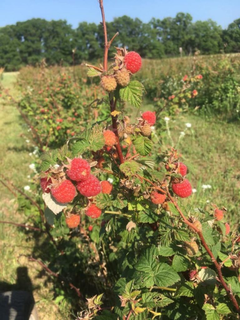 9 Places for the Best Raspberry Picking Minnesota - Days Out On The Farm