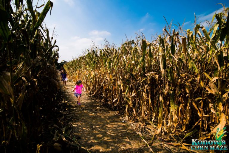 7 Best Places for a Corn Maze in Illinois - Days Out On The Farm