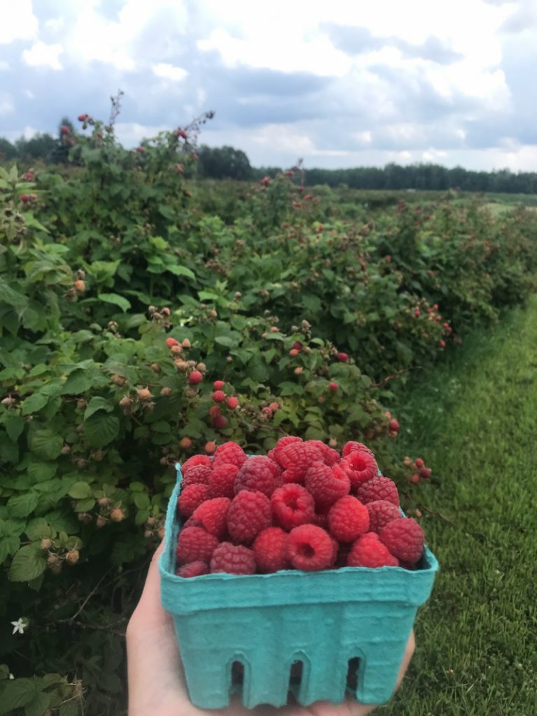 9 Places for the Best Raspberry Picking Minnesota - Fruit Picking Farms ...