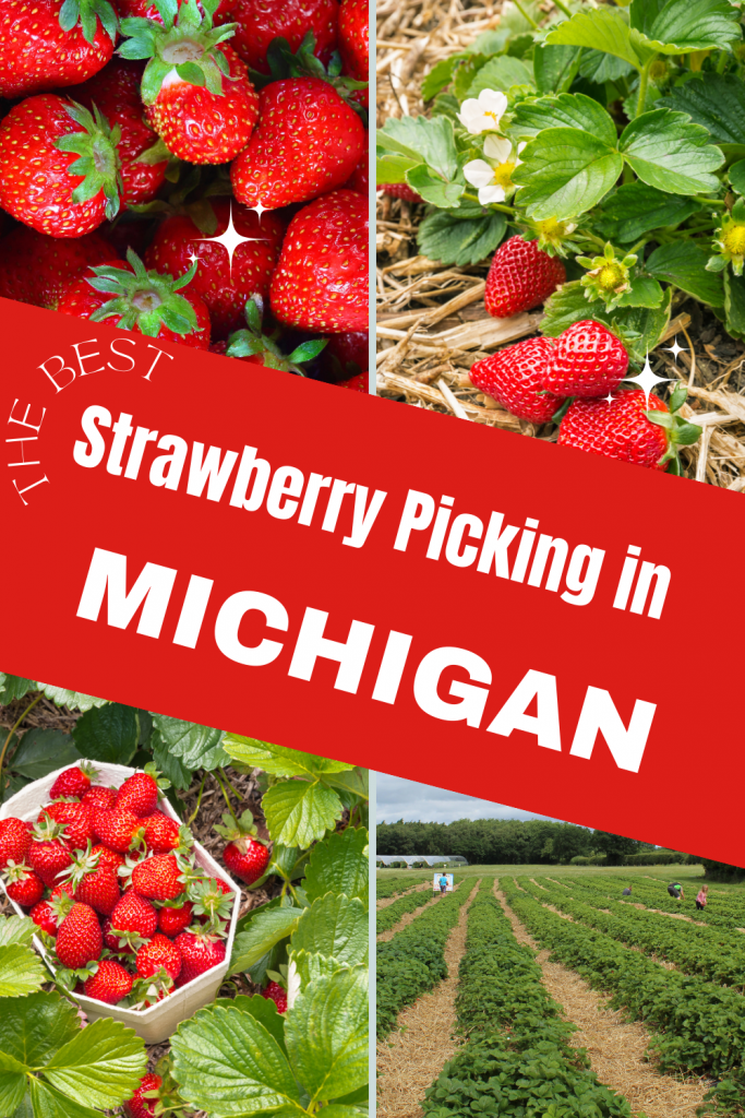 13 Places for the Best Strawberry Picking Michigan - Days Out On The Farm