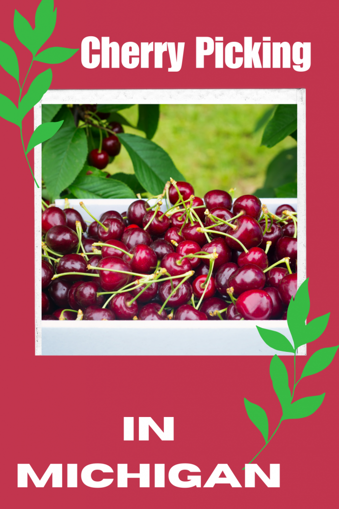 9 Great Places for the Best Cherry Picking MI - Days Out On The Farm
