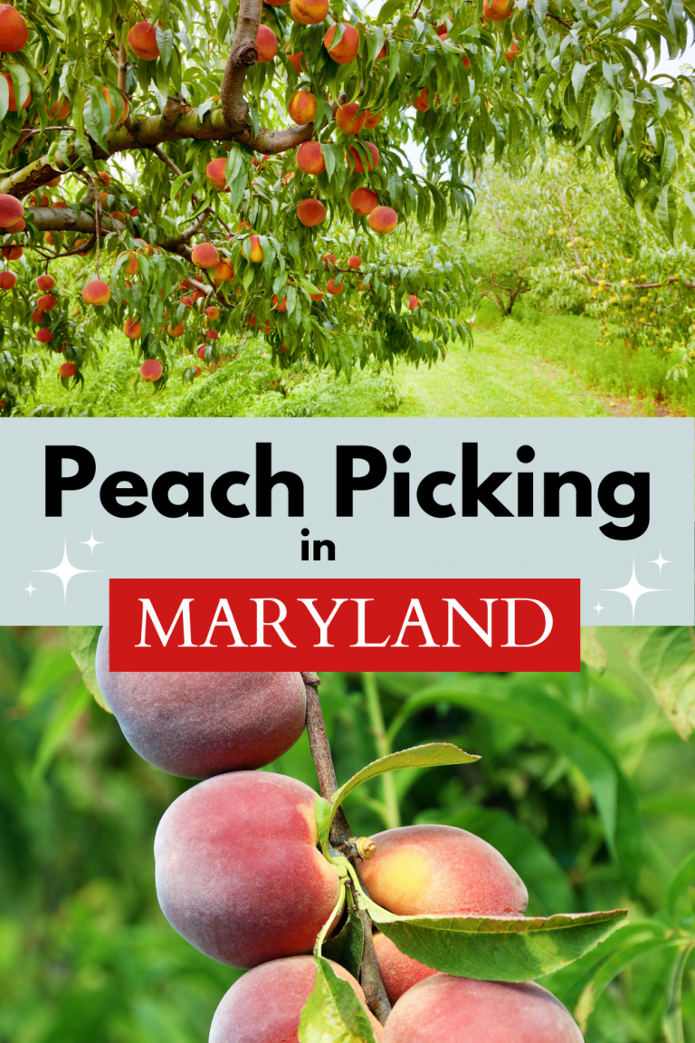 7 Picture Perfect Places for Peach Picking in Maryland - Days Out On ...