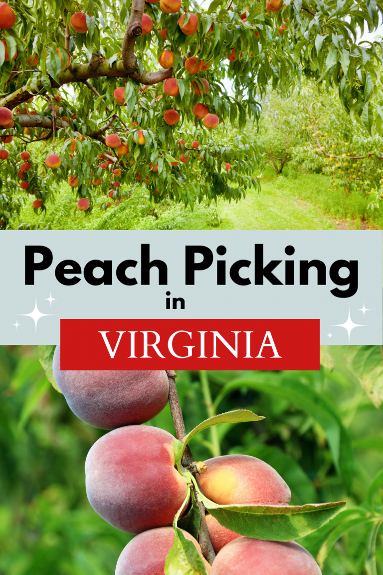 12 Places for the Best Peach Picking VA - Days Out On The Farm