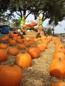 10 Best Fruit Picking Farms in Dallas, TX - Days Out On The Farm