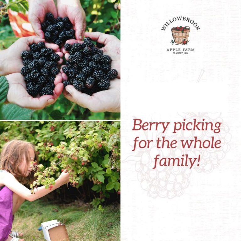 45+ Places for Blackberry Picking Near Me - Fruit Picking Farms Near Me