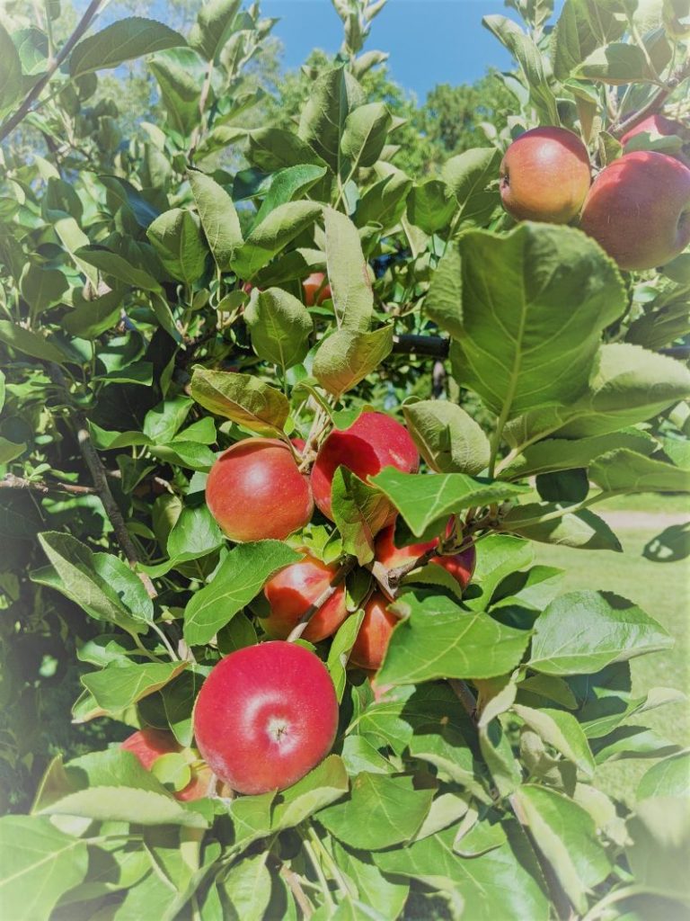 8 Places for the Best Apple Picking in Minnesota - Days Out On The Farm