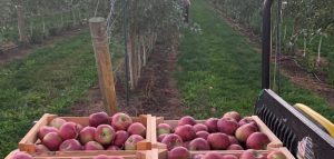 10 Best Places for Apple Picking Massachusetts - Days Out On The Farm