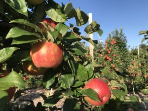 10 Best Places for Apple Picking Massachusetts - Fruit Picking Farms ...
